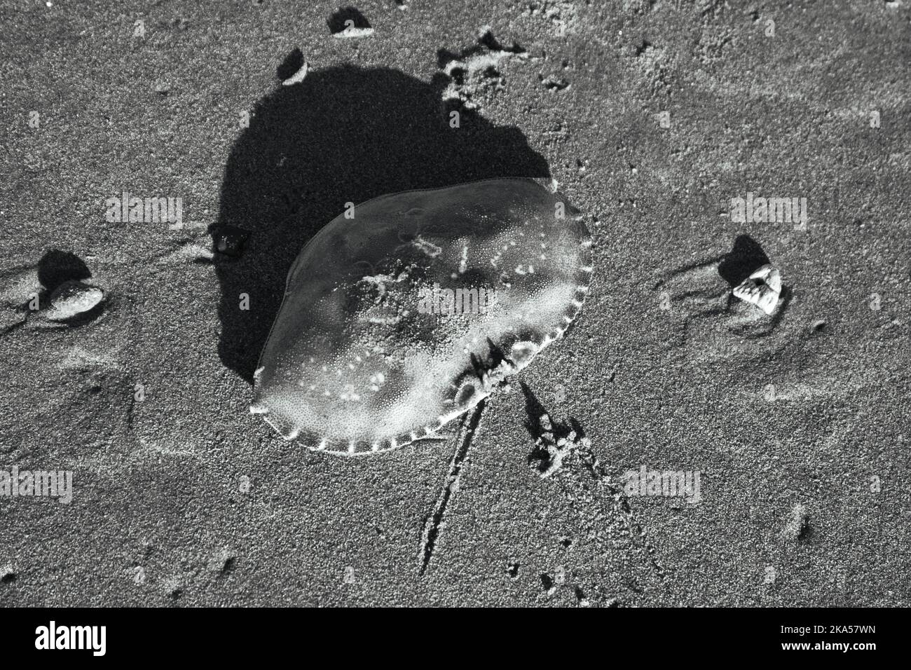 Crab shell hi-res stock photography and images - Alamy