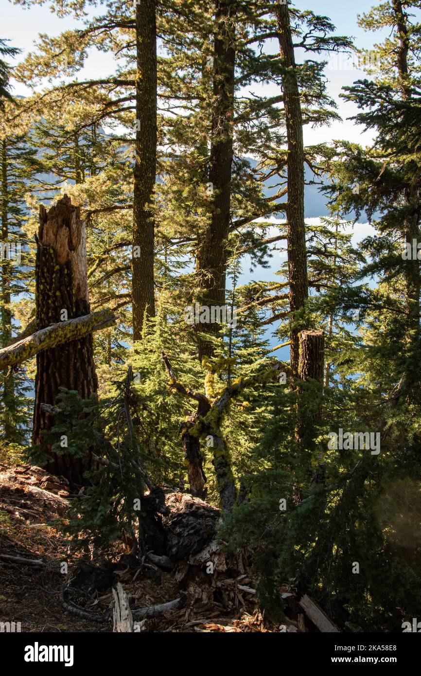 Sunlight hits the trees in front of crater lake in crater lake national ...