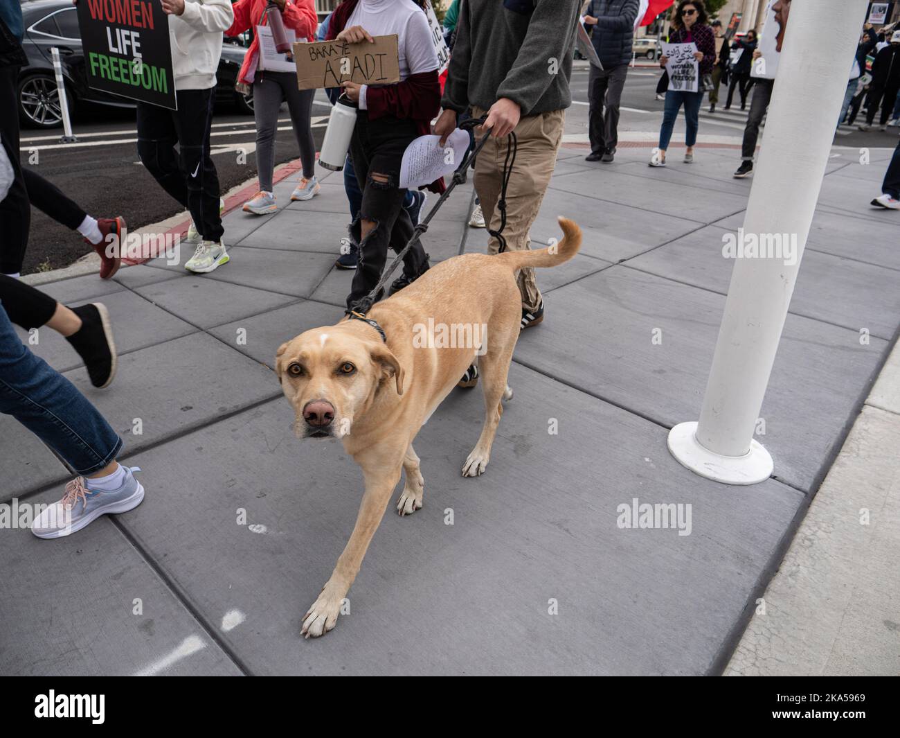 A dog joins dozens of protesters marching from the University of Nevada ...