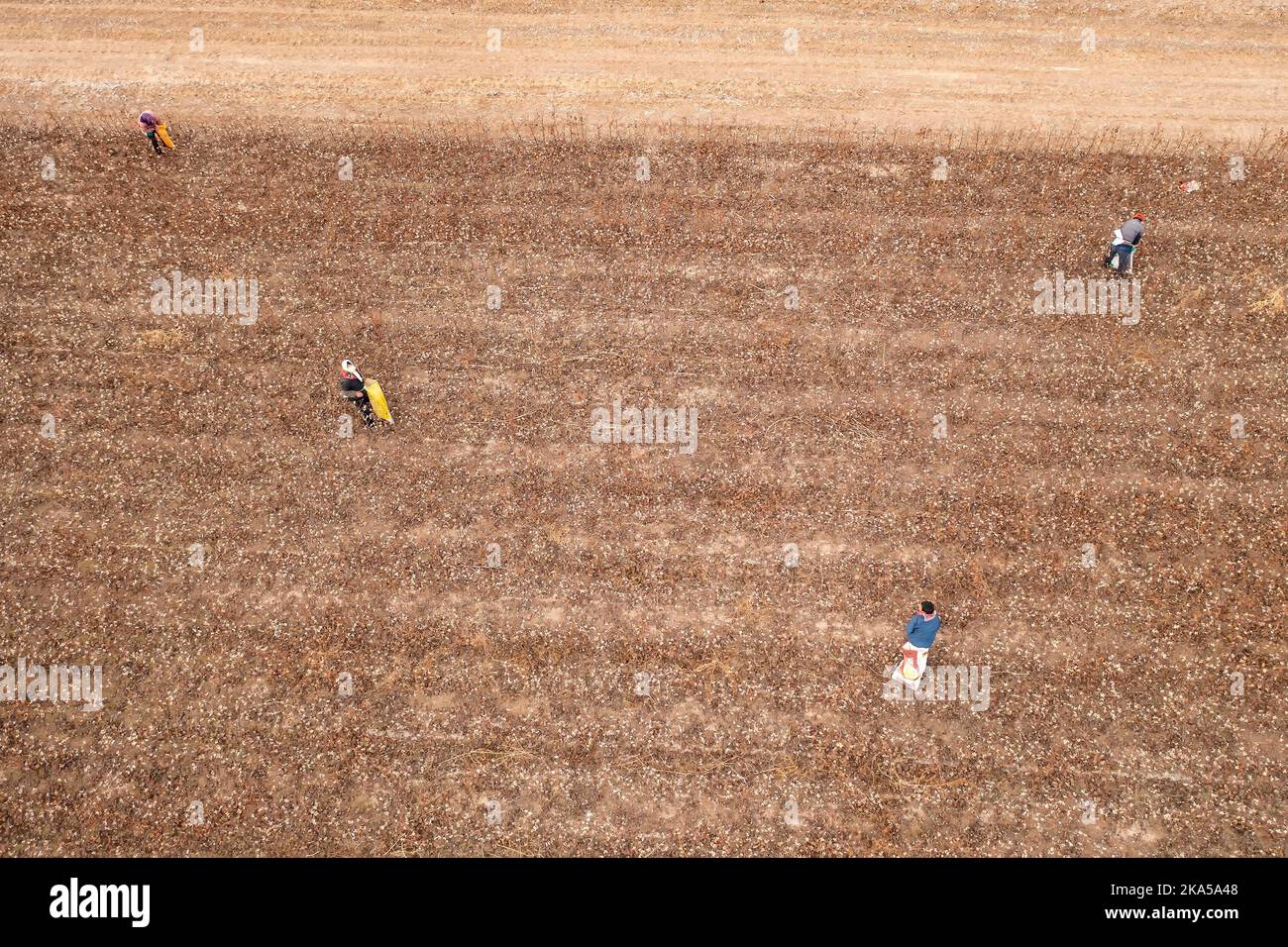 Aerial photos show the cotton farmers are picking cotton in Yangliuxue ...