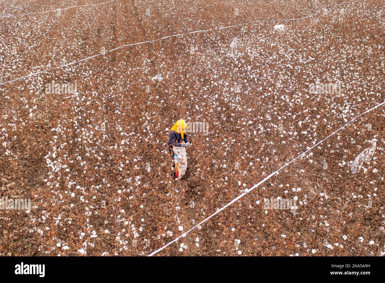 Aerial photos show the cotton farmers are picking cotton in Yangliuxue ...