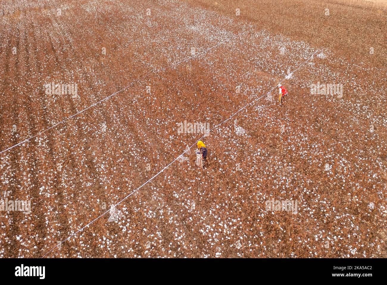 Aerial photos show the cotton farmers are picking cotton in Yangliuxue ...
