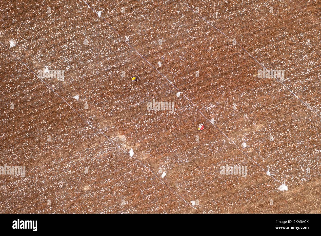 Aerial photos show the cotton farmers are picking cotton in Yangliuxue ...