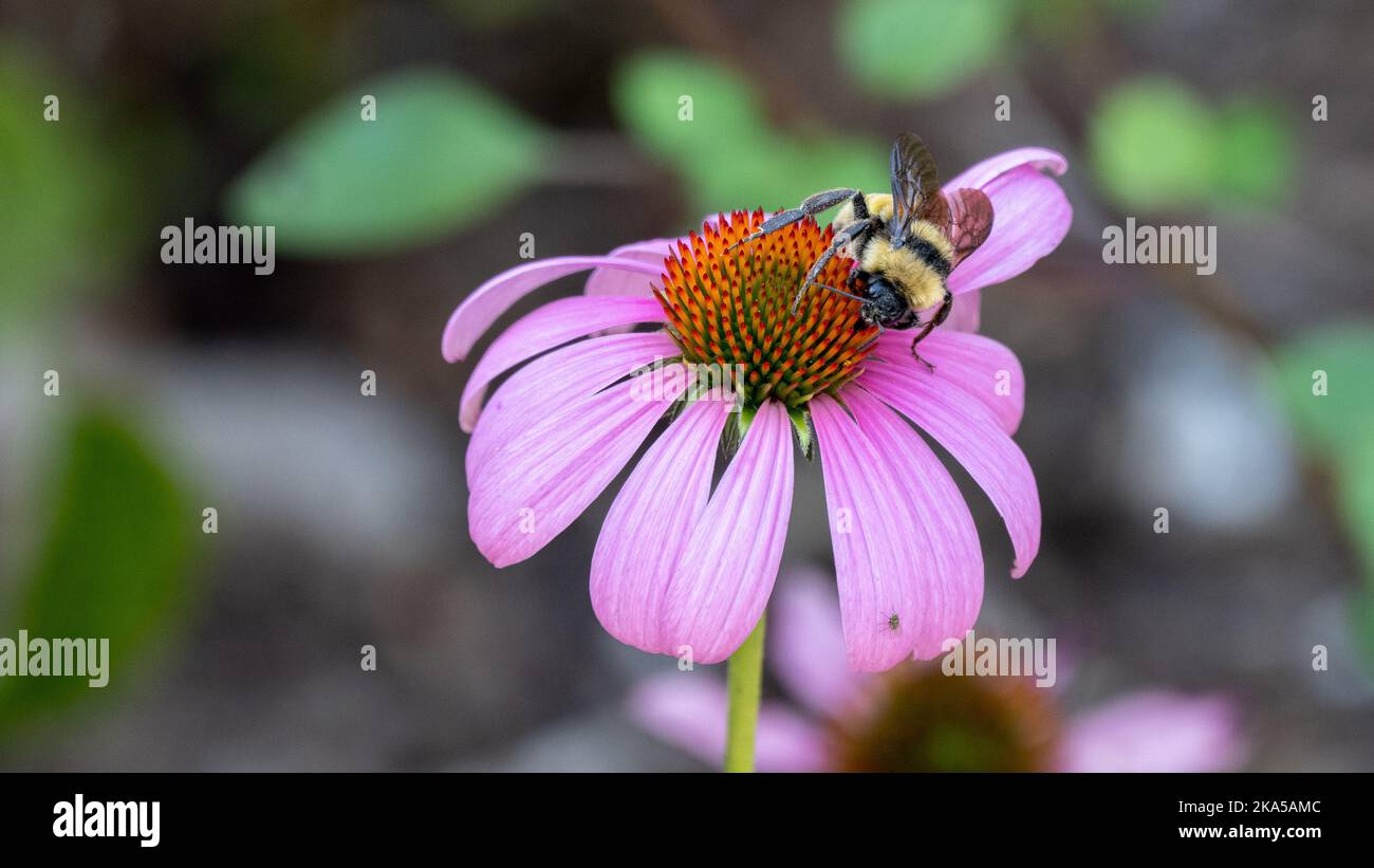 A single bumble bee drinking nectar from a pink flower Stock Photo - Alamy