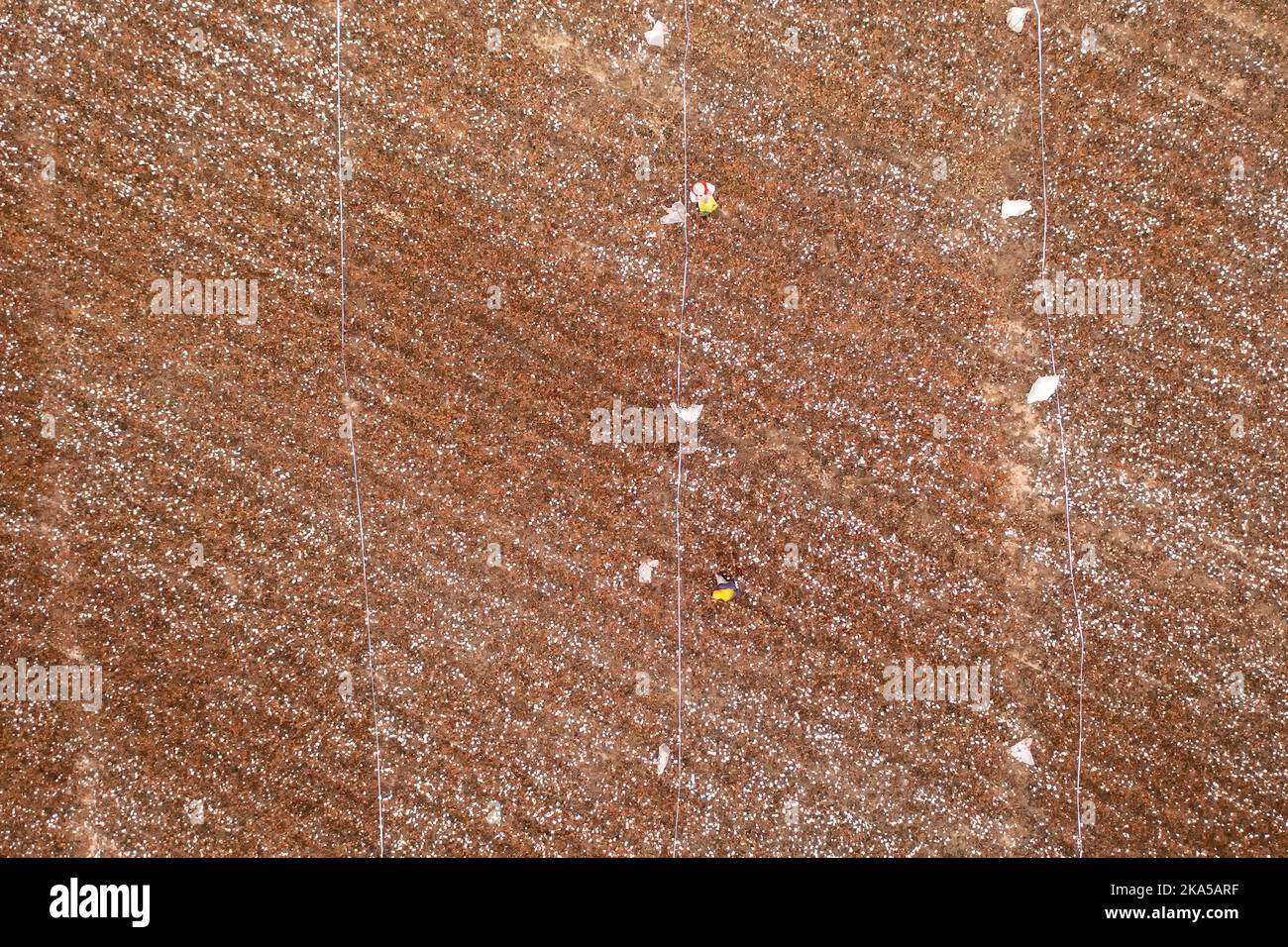 Aerial photos show the cotton farmers are picking cotton in Yangliuxue ...