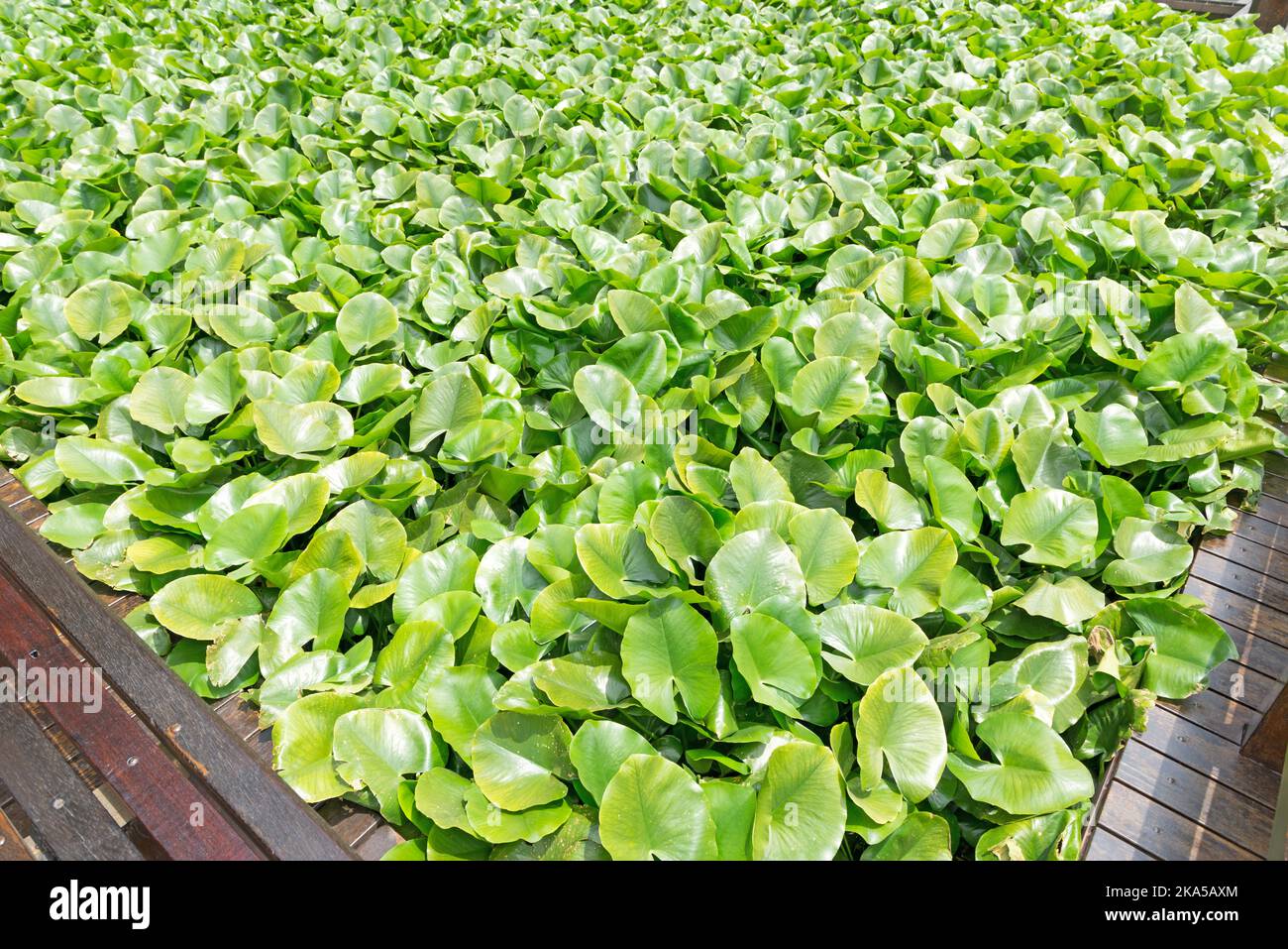 Eichhornia crassipes is commonly known as water hyacinth and It is an ...