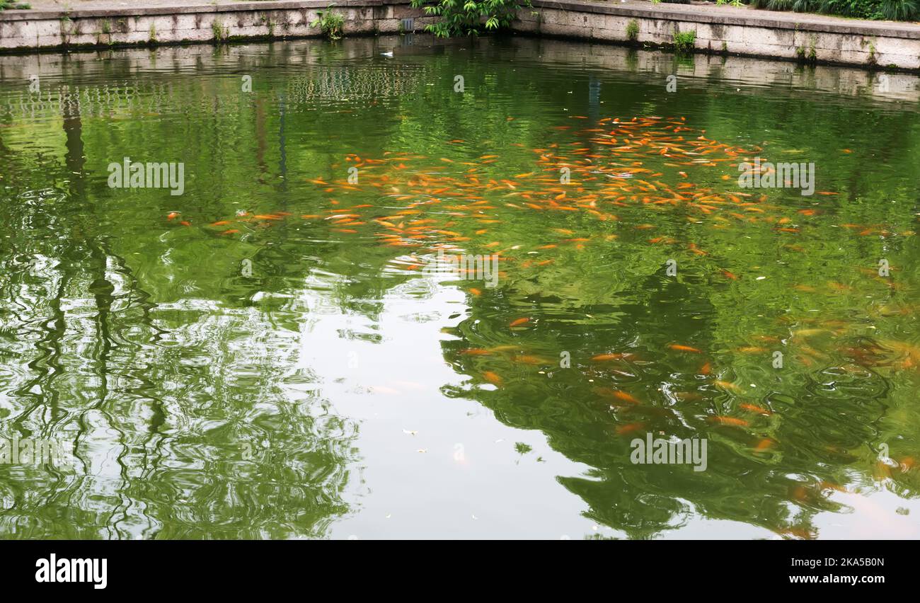 Many colored carp fish swim hi-res stock photography and images - Alamy