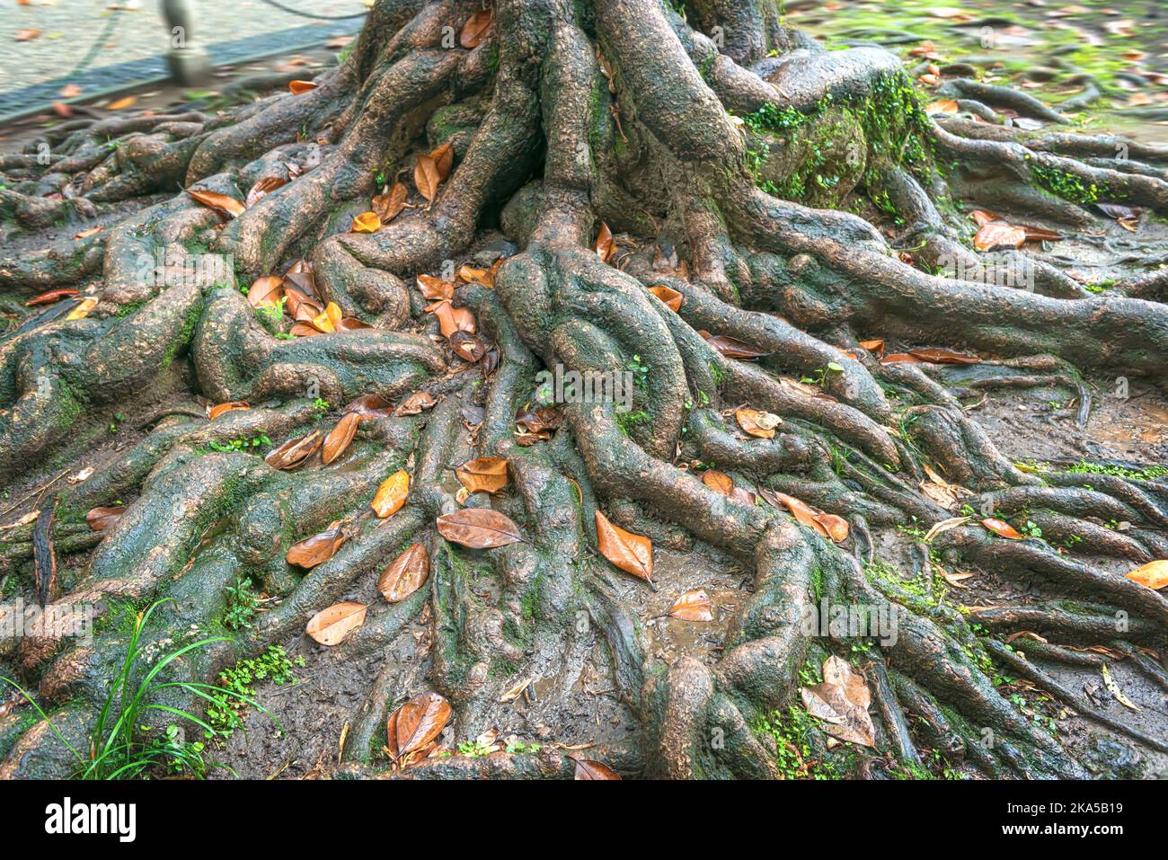 Roots of banyan tree Stock Photo - Alamy