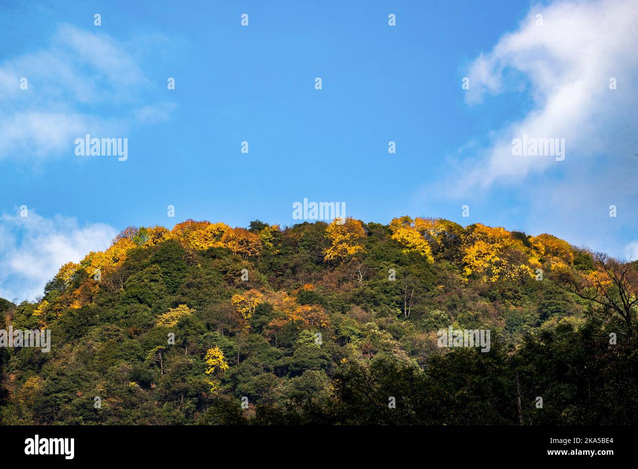 CHONGQING, CHINA - OCTOBER 31, 2022 - More than 40 species of trees are ...