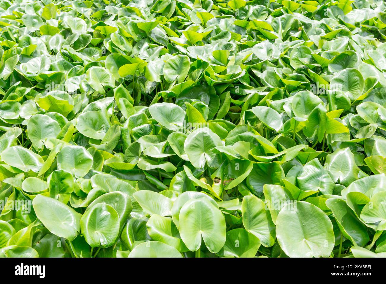 Eichhornia crassipes is commonly known as water hyacinth and It is an ...