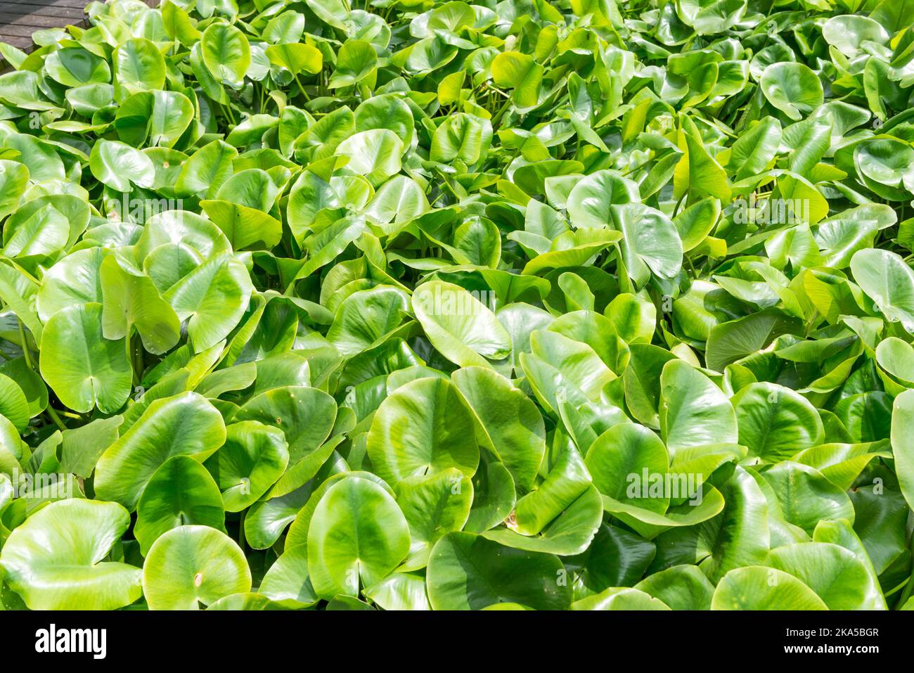 Eichhornia crassipes is commonly known as water hyacinth and It is an ...
