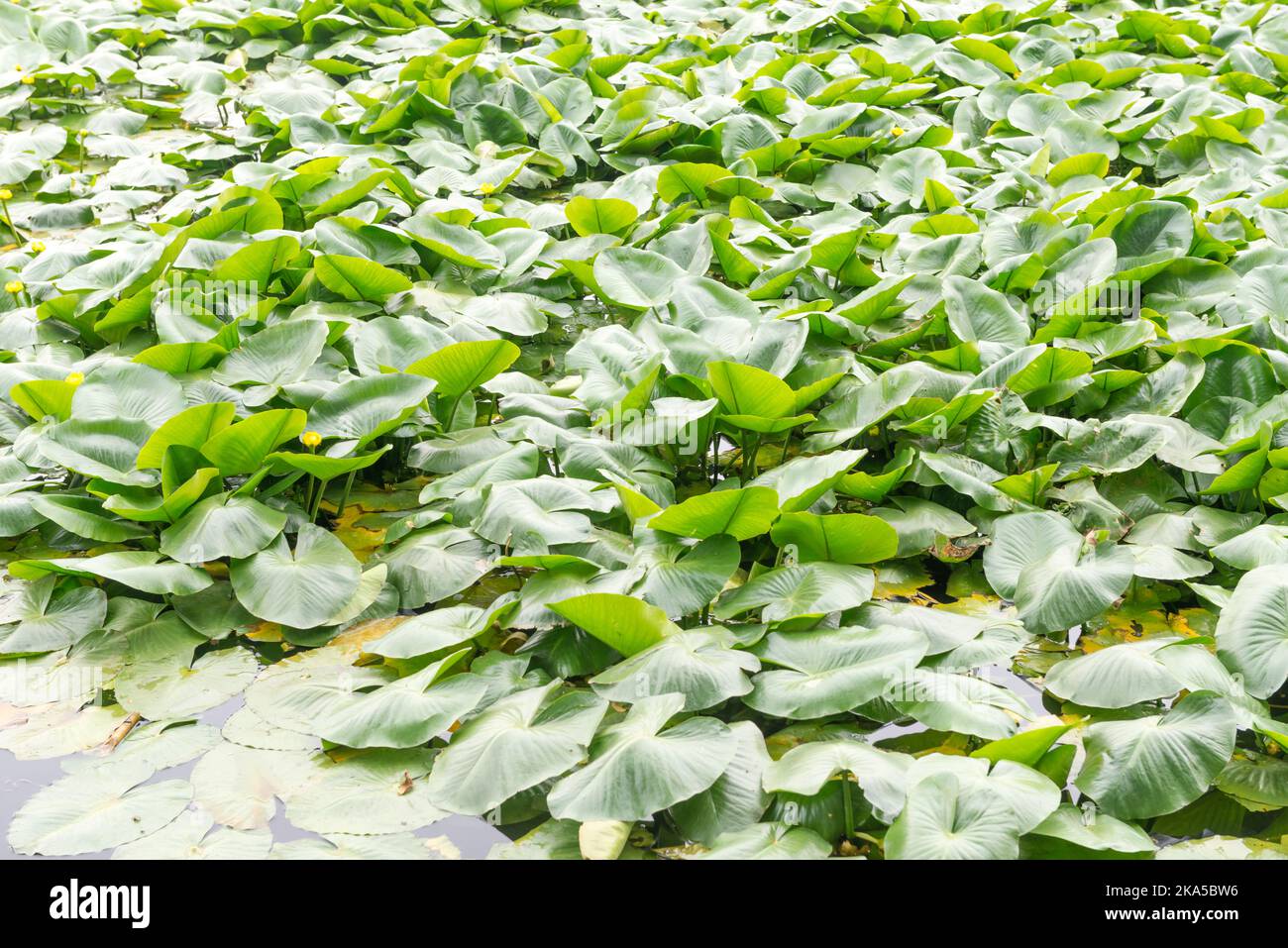 Eichhornia crassipes is commonly known as water hyacinth and It is an ...