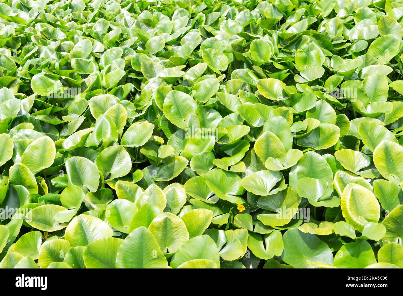 Eichhornia crassipes is commonly known as water hyacinth and It is an ...