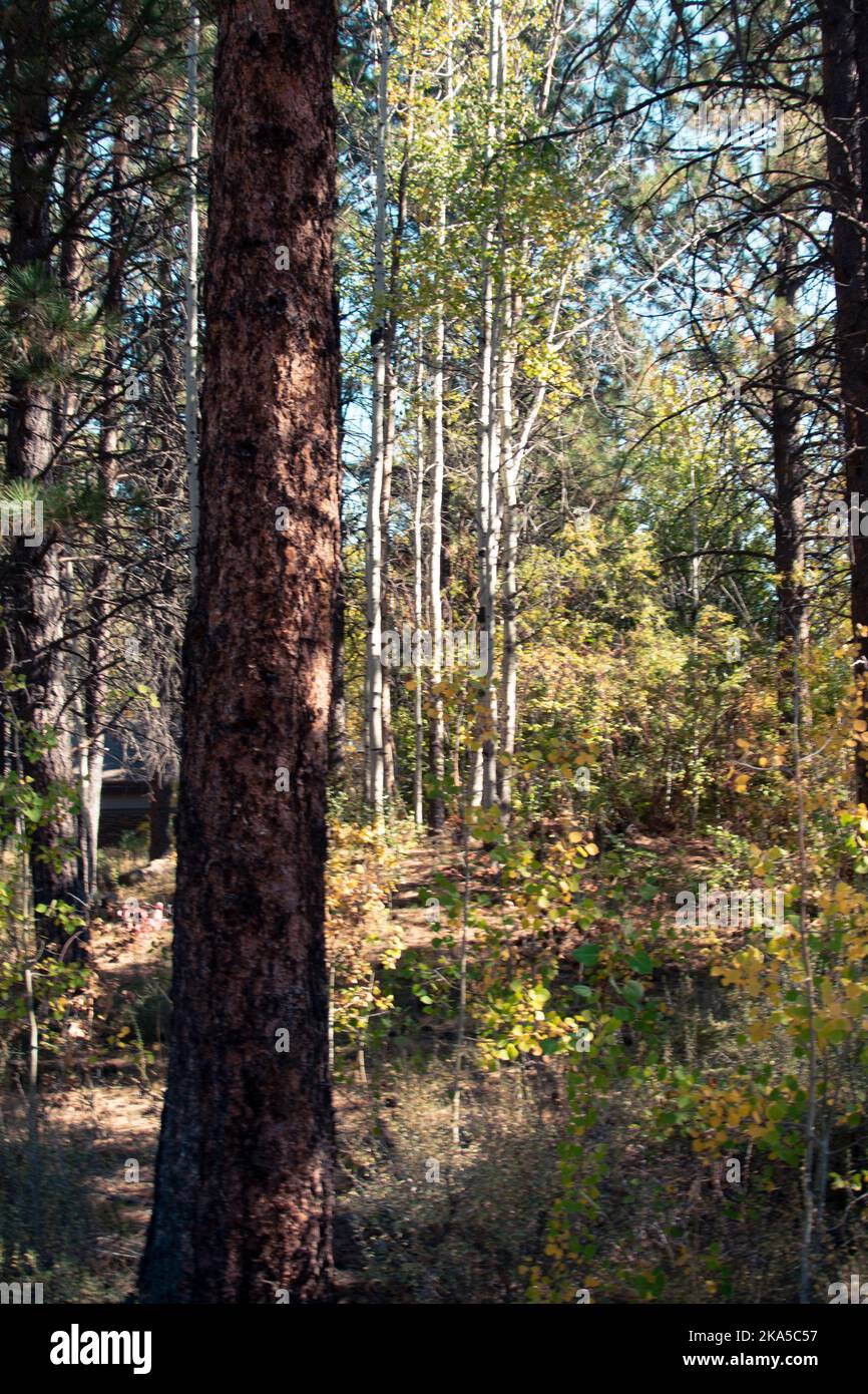 Dappled sunlight in Oregon Forest of Ponderosa pine and aspen trees. A ...
