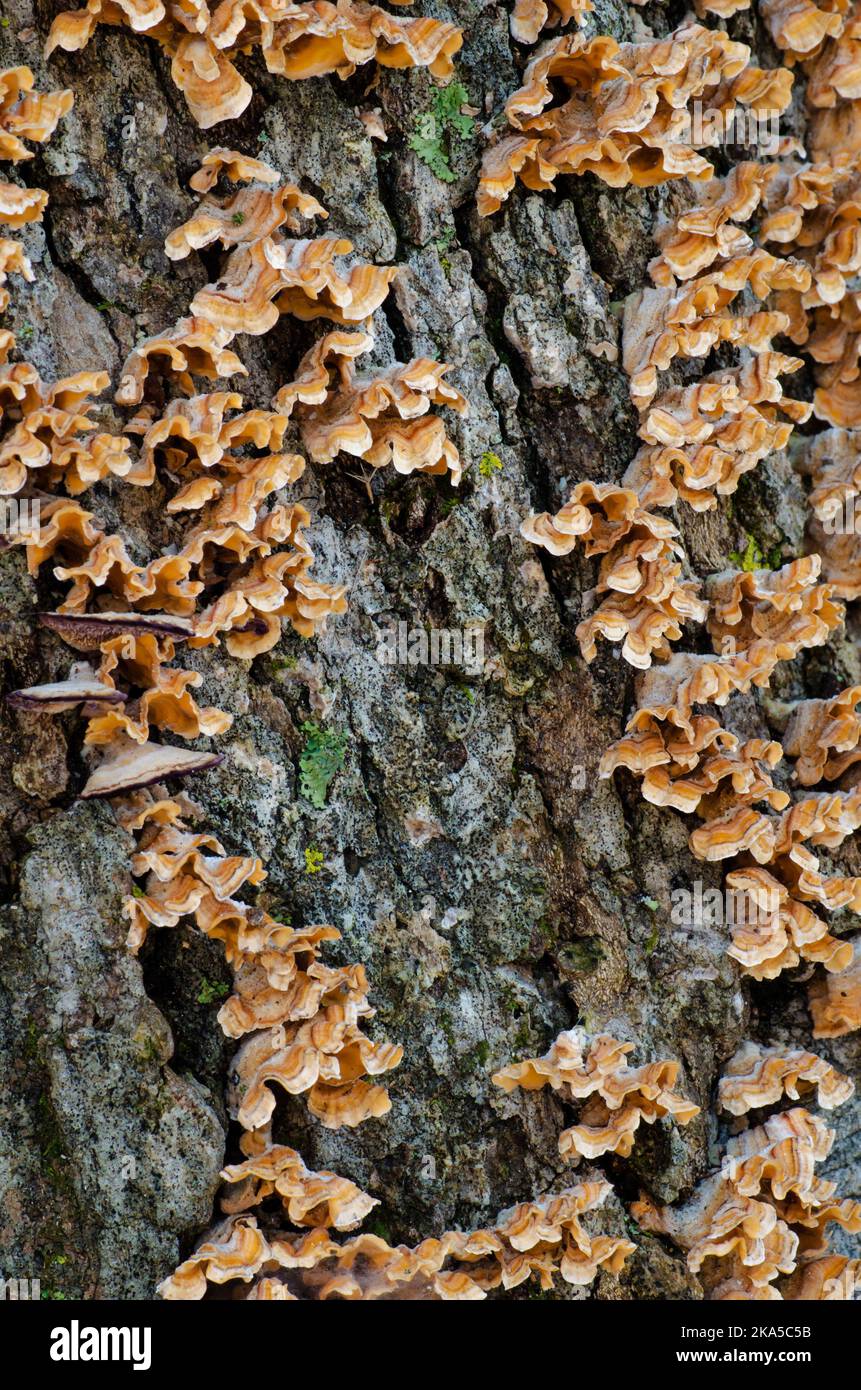 Shelf fungi grow on the bark of an Oak tree, Oldfield Oaks Forest ...