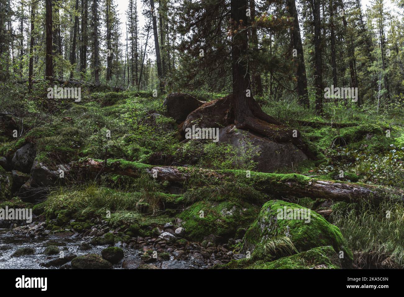 Wide-angle scenery in a dark beautiful old conifer taiga forest ...