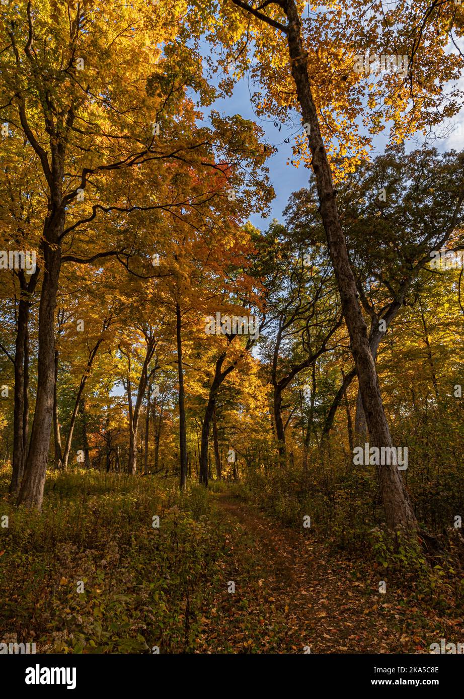 Messsenger woods hi-res stock photography and images - Alamy