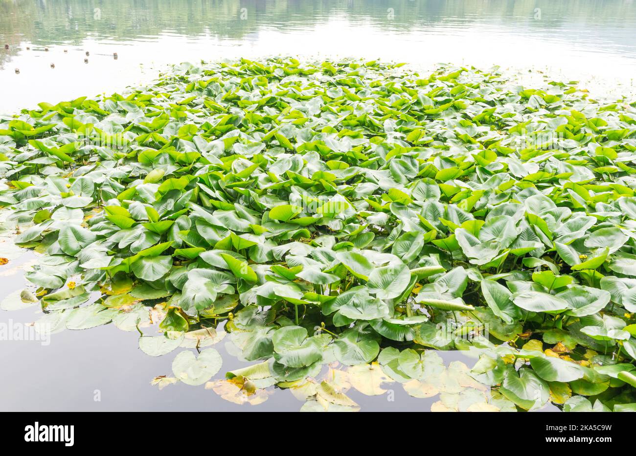 Eichhornia crassipes is commonly known as water hyacinth and It is an ...