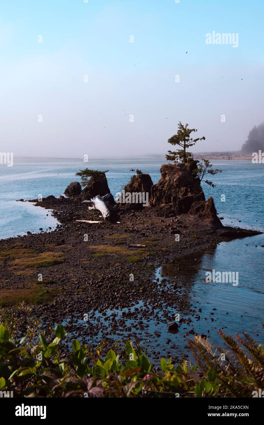 A small rocking outcropping with deadwood and a tree growing on the ...
