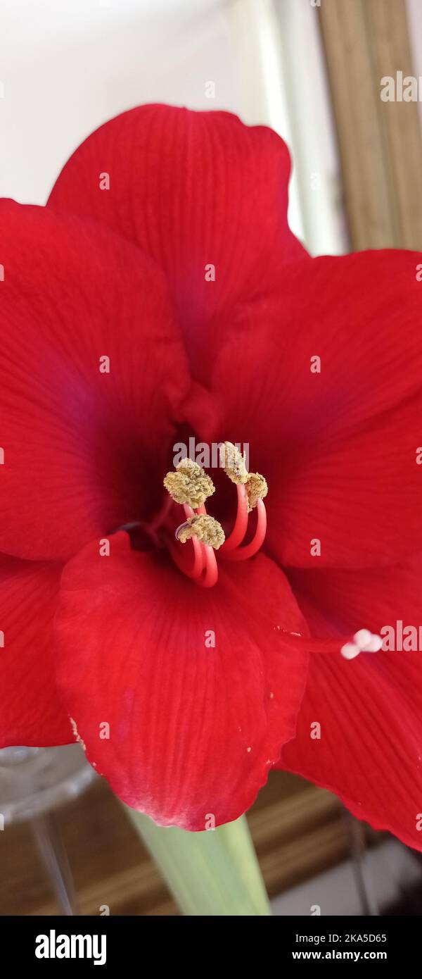 Amaryllis rouge , France Stock Photo - Alamy