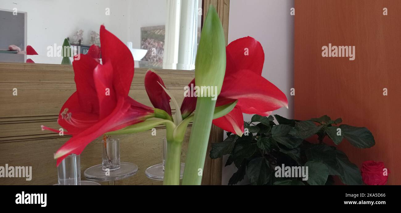 Amaryllis rouge , France Stock Photo - Alamy