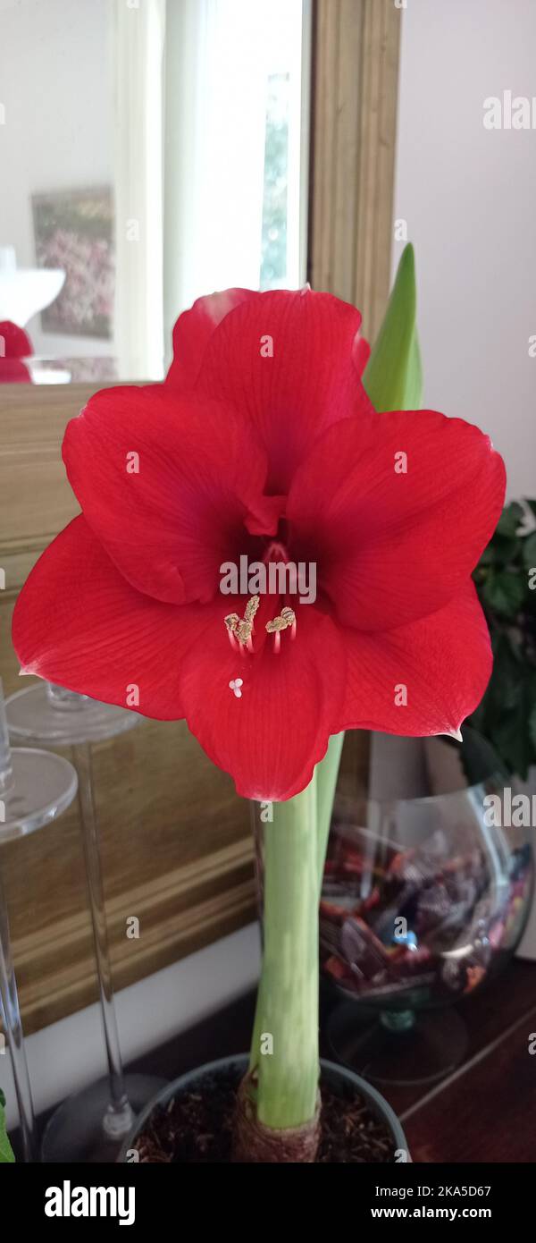 Amaryllis rouge , France Stock Photo - Alamy