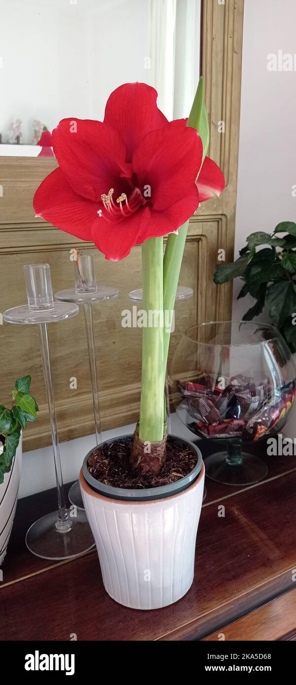 Amaryllis rouge , France Stock Photo - Alamy