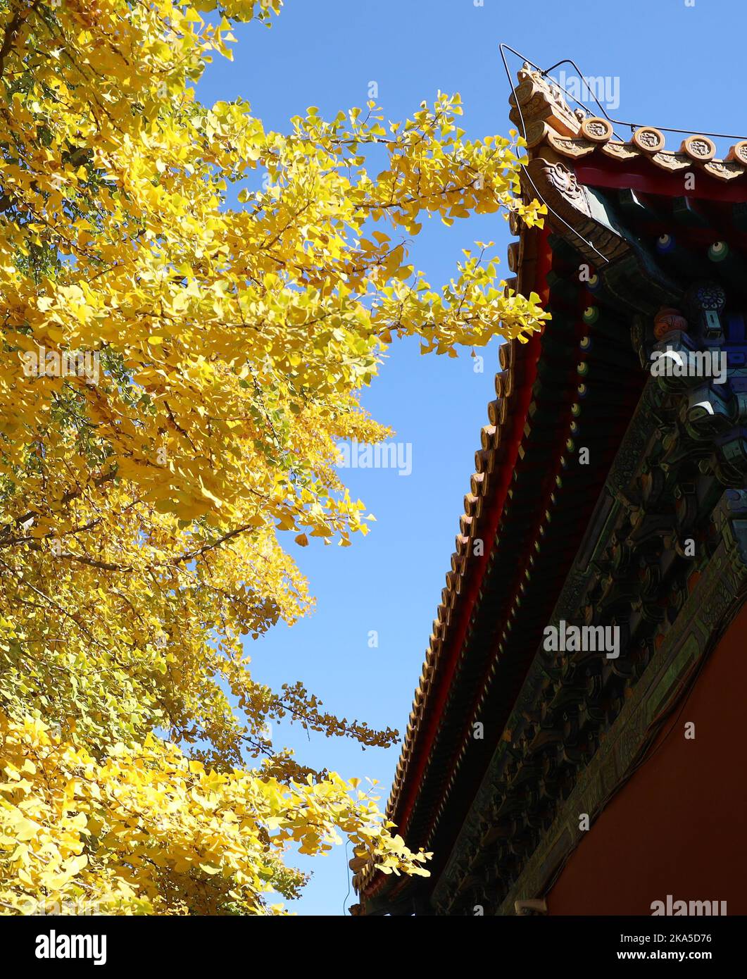 Beijing, China, 31 October, 2022, In late autumn, the ginkgo trees turn ...