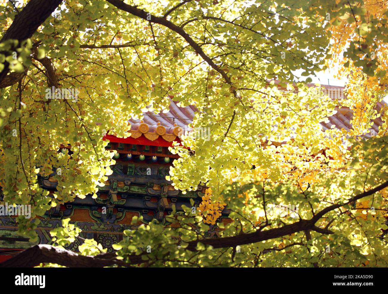 Beijing, China, 31 October, 2022, In late autumn, the ginkgo trees turn ...