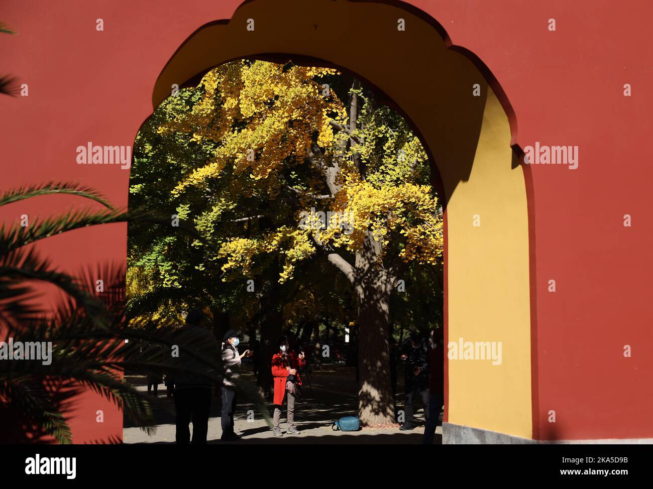 Beijing, China, 31 October, 2022, In late autumn, the ginkgo trees turn ...