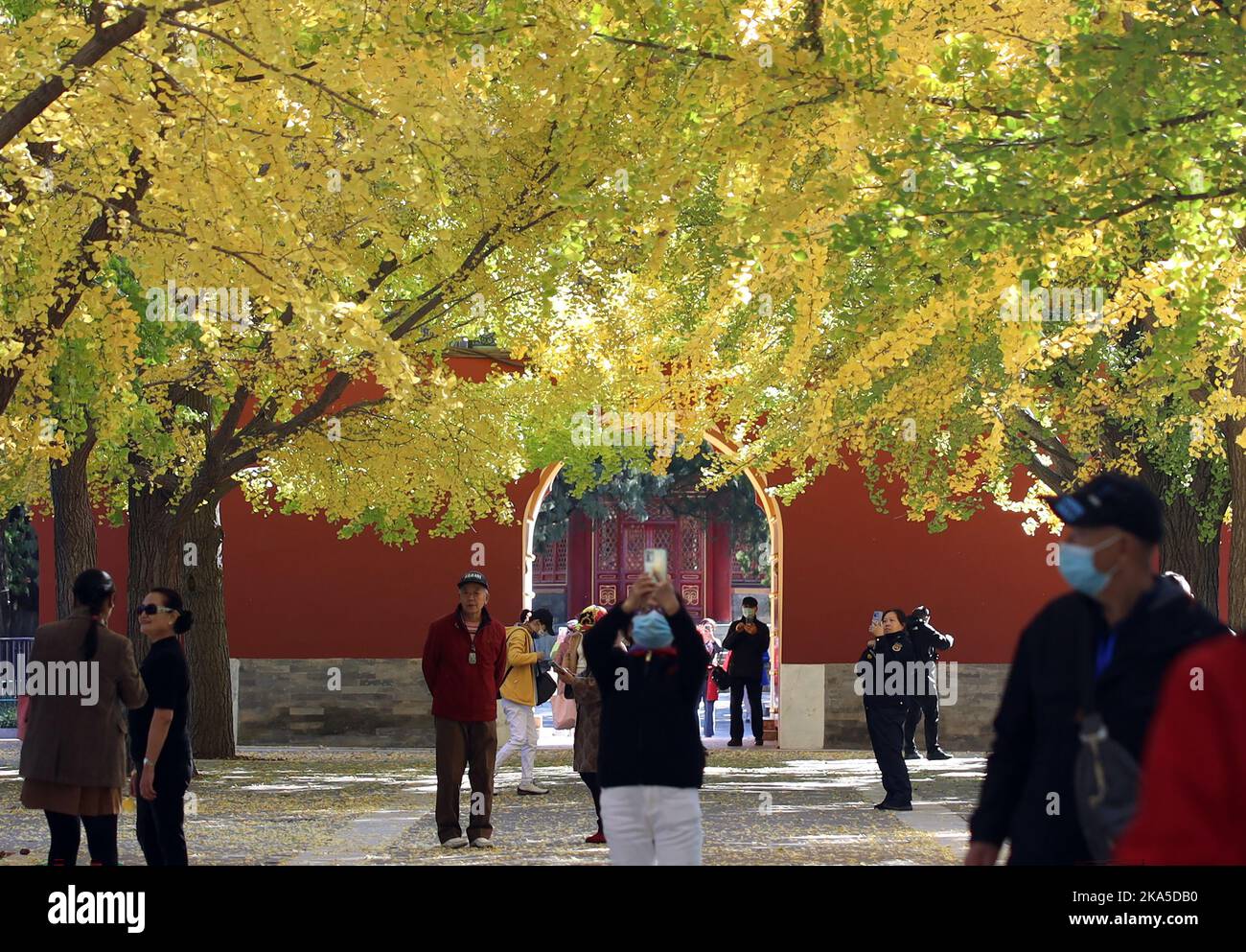 Beijing, China, 31 October, 2022, In late autumn, the ginkgo trees turn ...