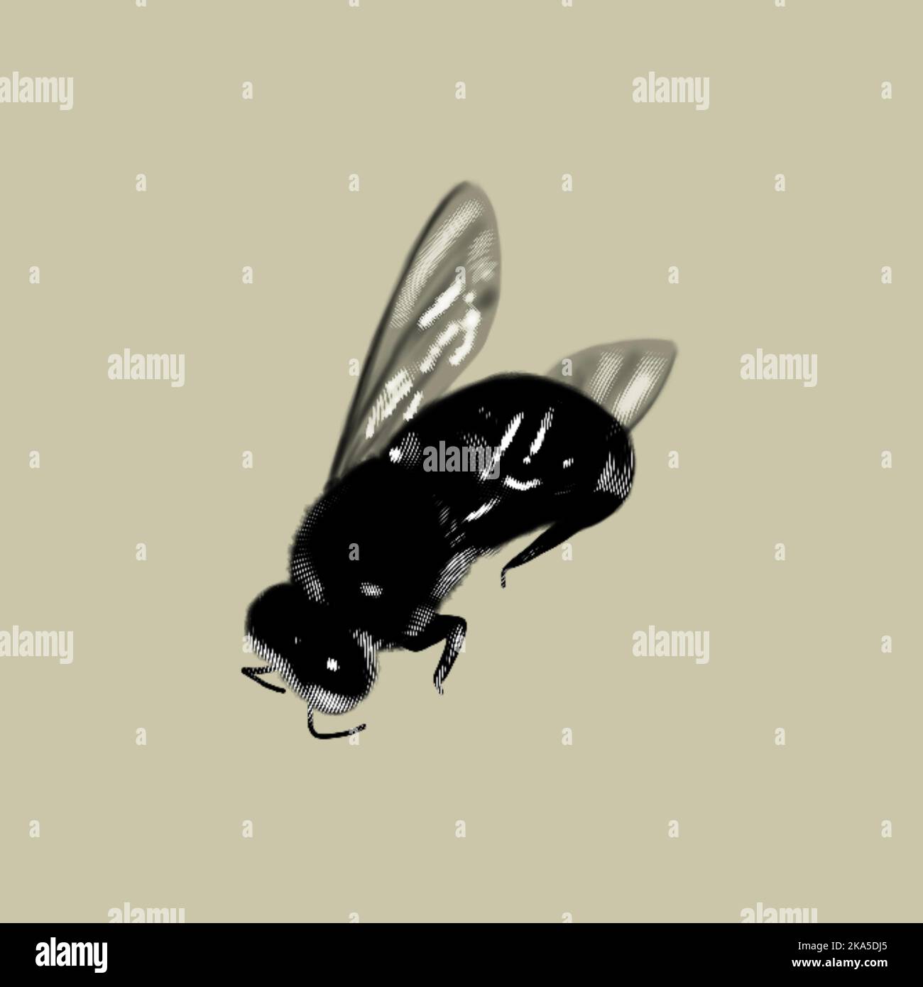 graphic engraving. Graphic bee. Realistic ink bee. honey bee Stock ...