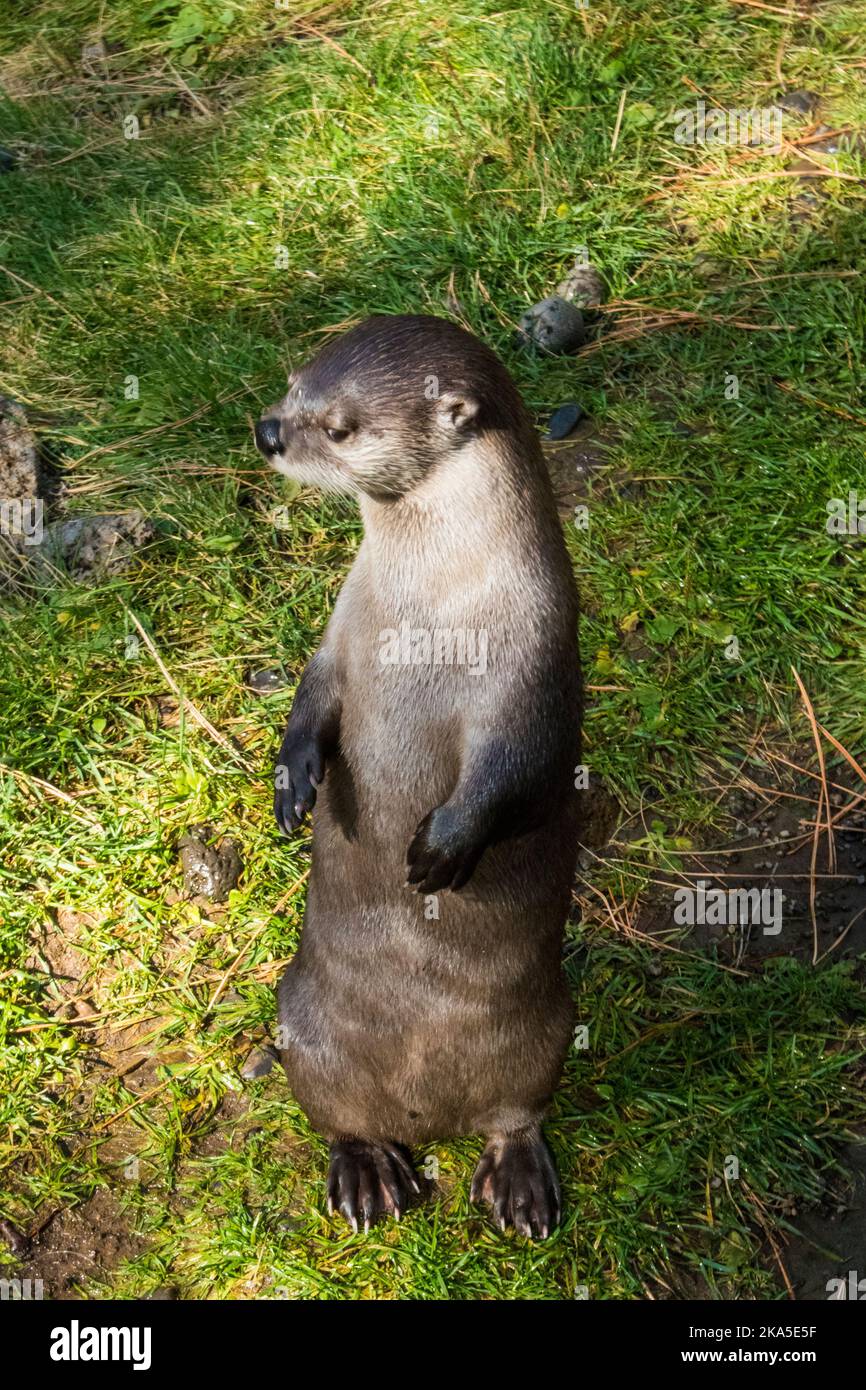 Otters hands up hi-res stock photography and images - Alamy