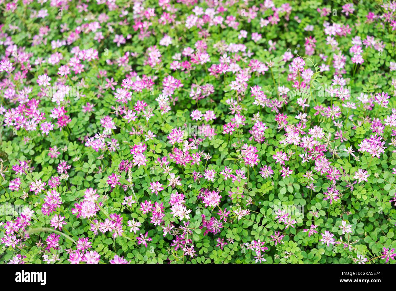Background of wild flowers Stock Photo - Alamy