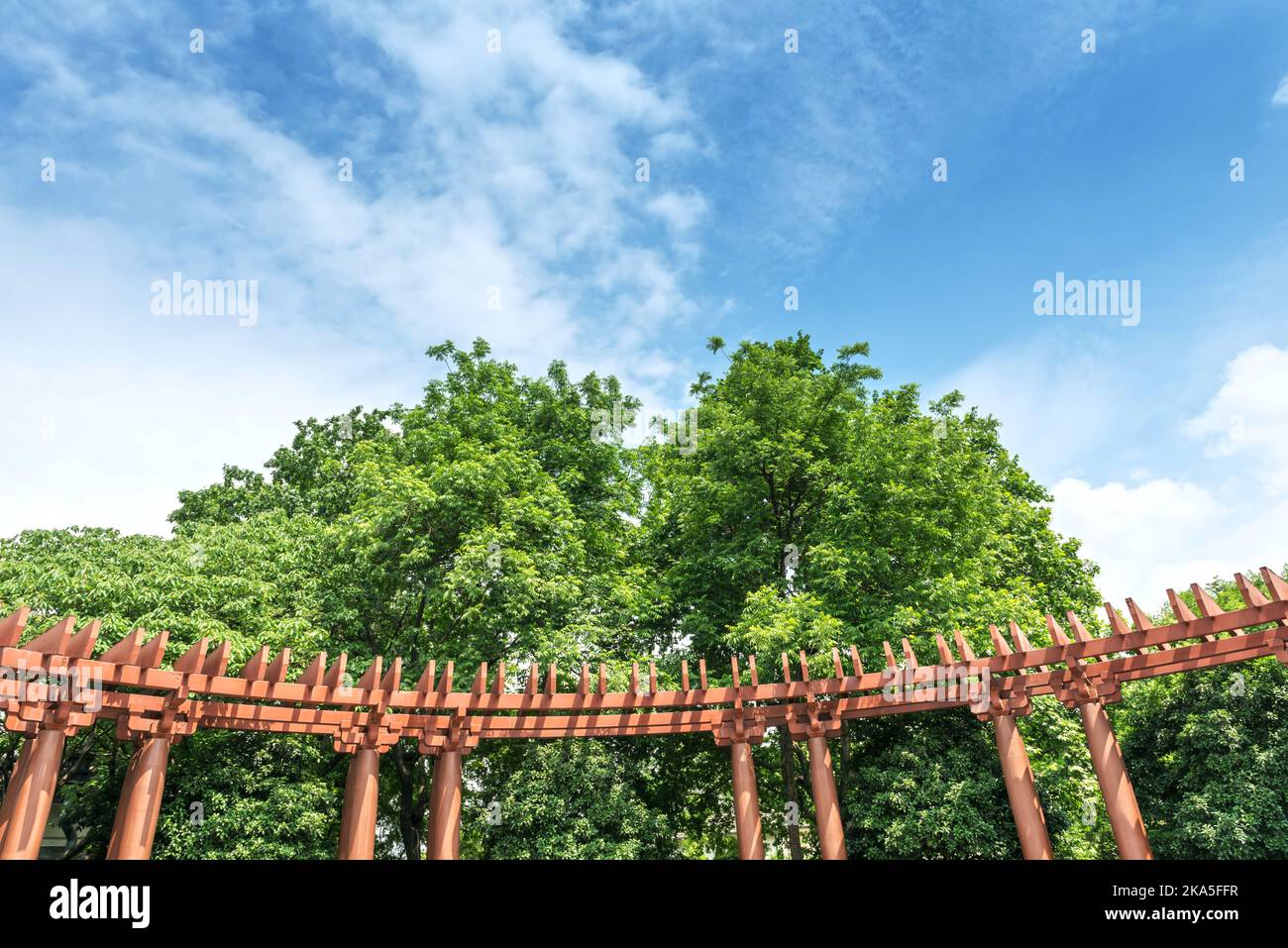 The canopy of tall trees framing a clear blue sky Stock Photo - Alamy