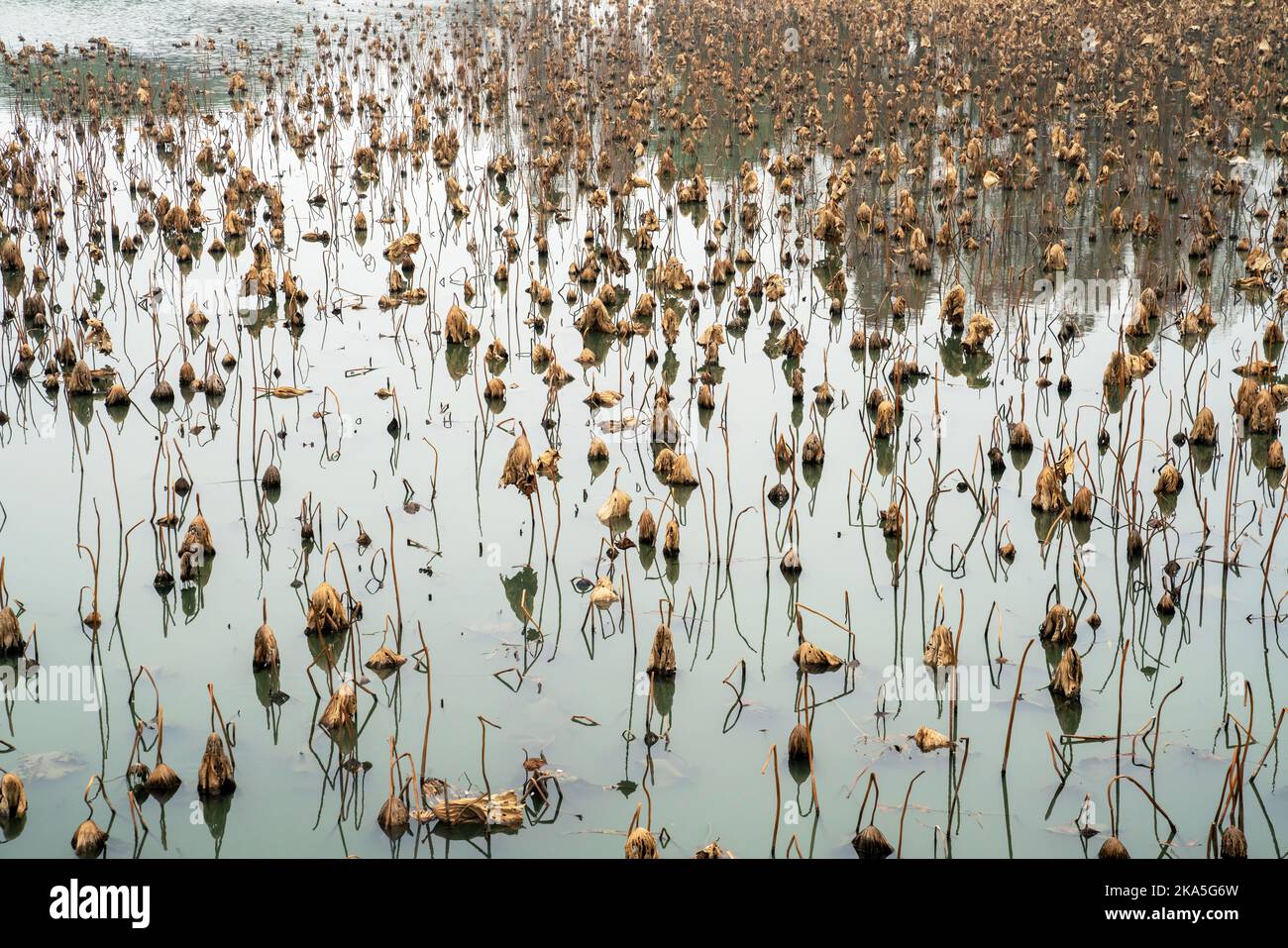 Withered lotus leaf hi-res stock photography and images - Alamy