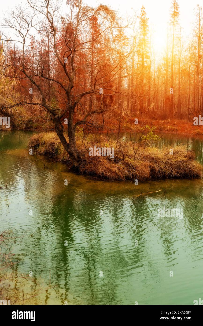 Beautiful forest lake in the autumn day Stock Photo - Alamy