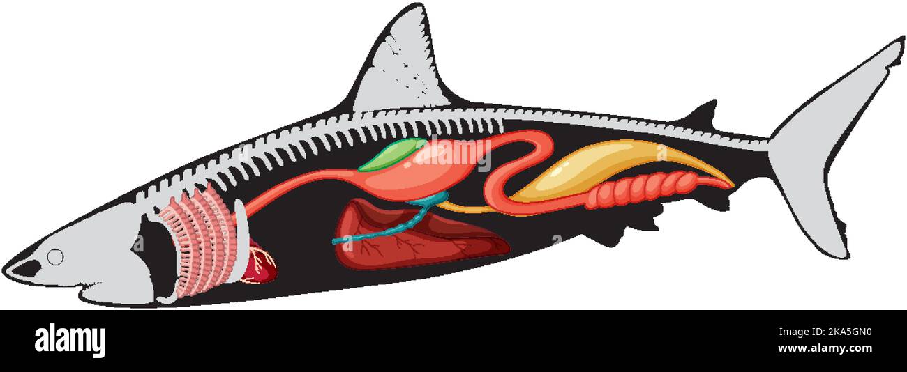 Internal anatomy of shark illustration Stock Vector Image & Art - Alamy