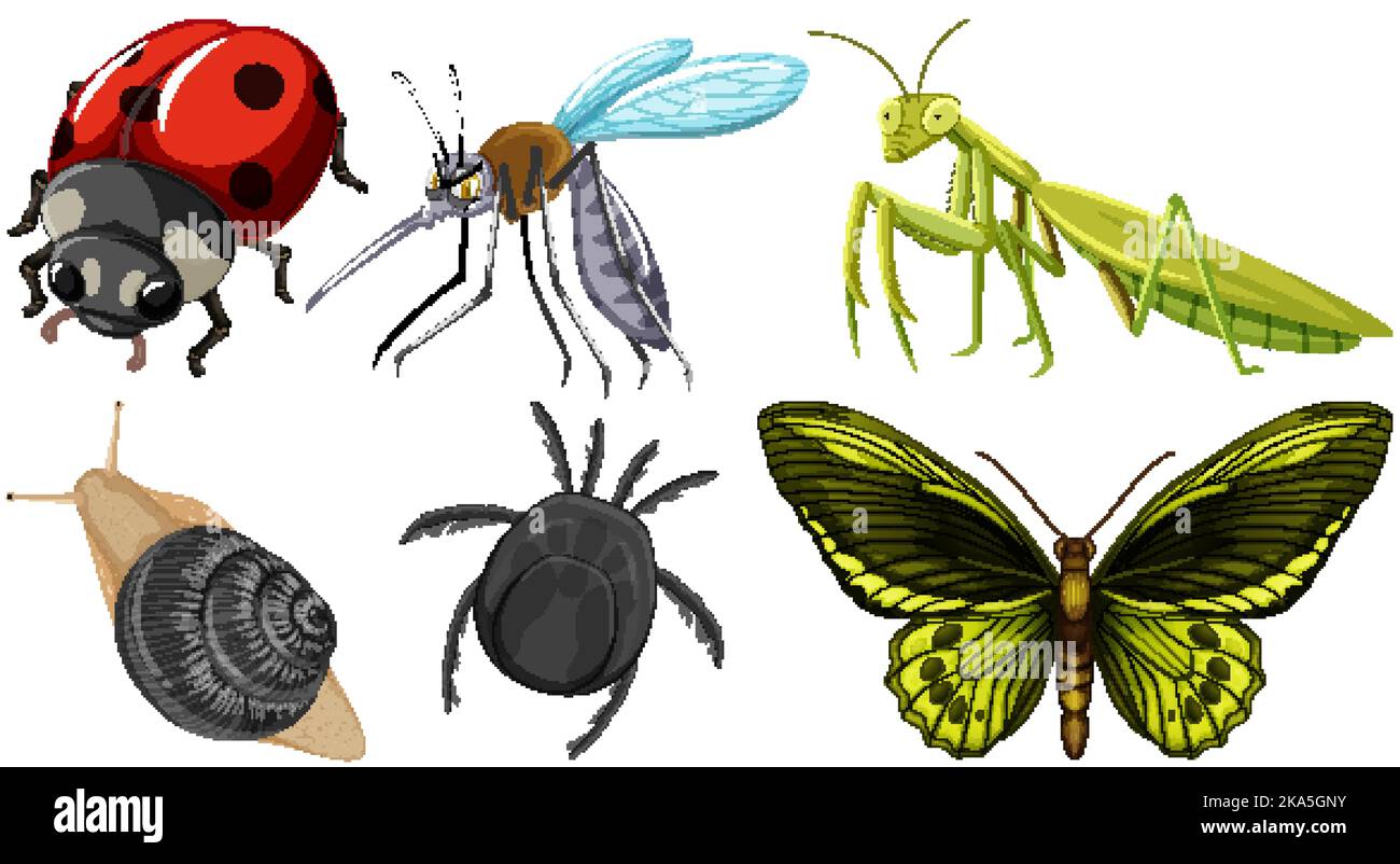 Collection of different insects vector illustration Stock Vector Image ...
