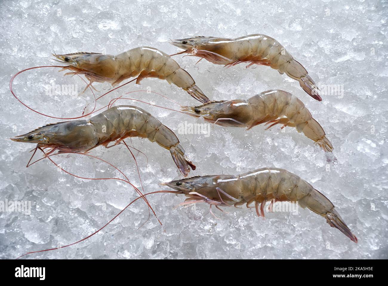 fresh shrimp on ice Stock Photo - Alamy