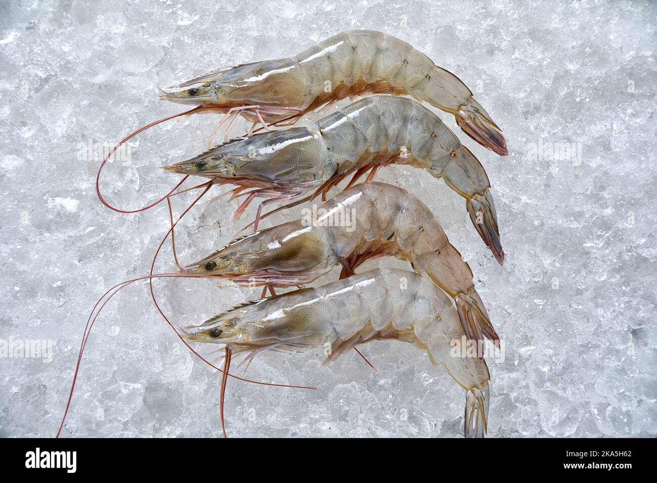 fresh shrimp on ice Stock Photo - Alamy