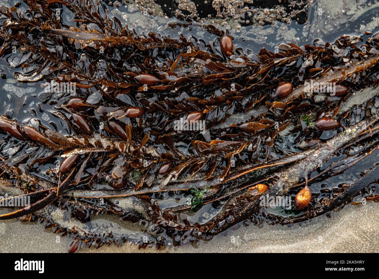 Closeup on seaweed clump together in a tidal pool Stock Photo - Alamy