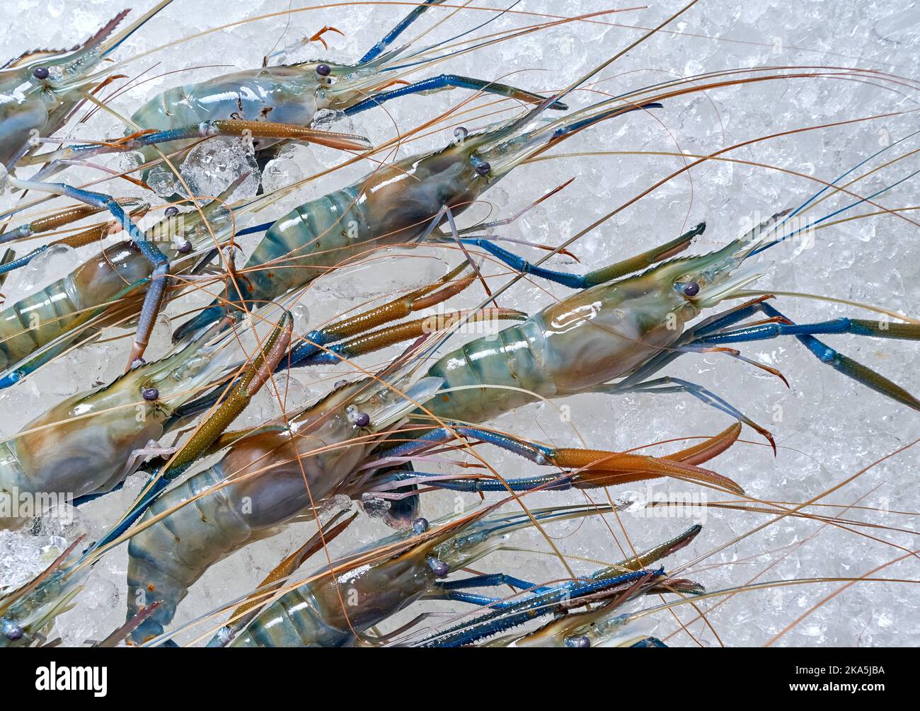 Shrimp on ice in restaurant hi-res stock photography and images - Alamy