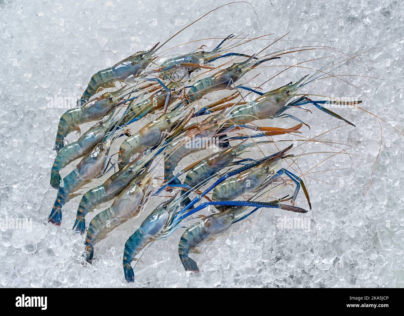 The blue shrimp on ice in the market Stock Photo - Alamy