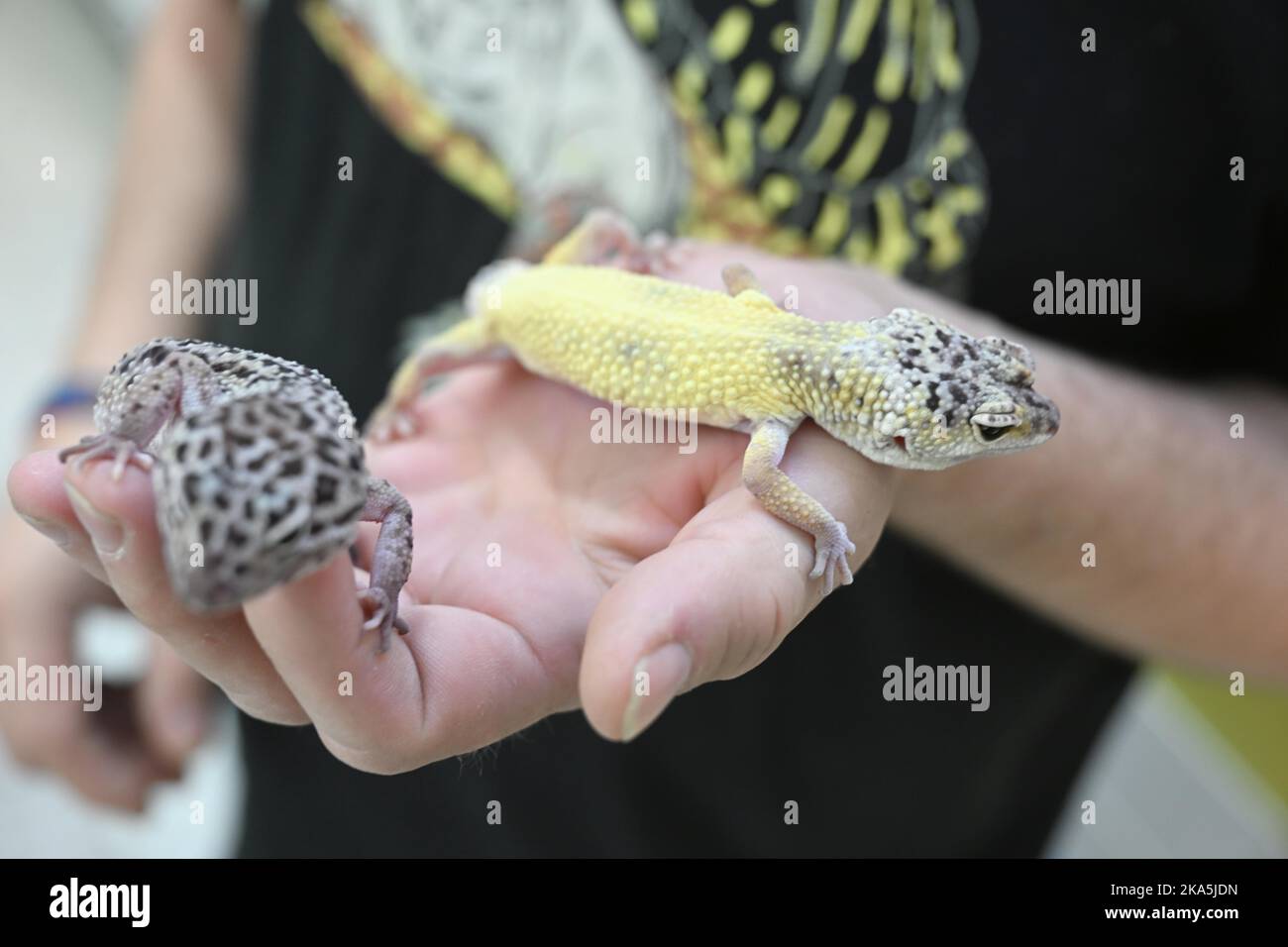 Lemon gecko hi-res stock photography and images - Alamy