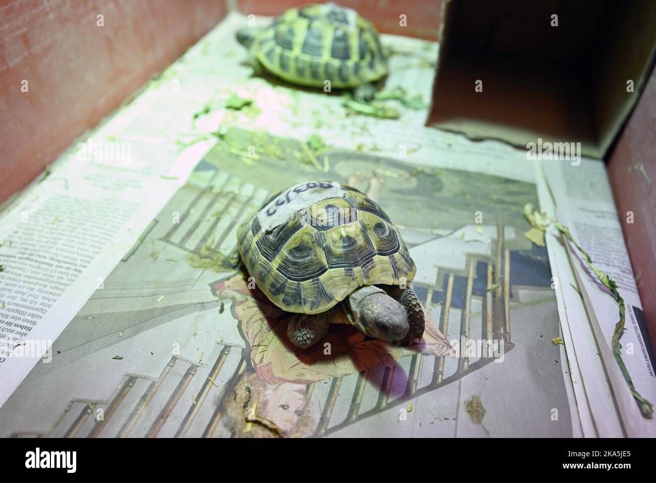 Munich, Germany. 28th Oct, 2022. Two Greek tortoises are seen in a ...