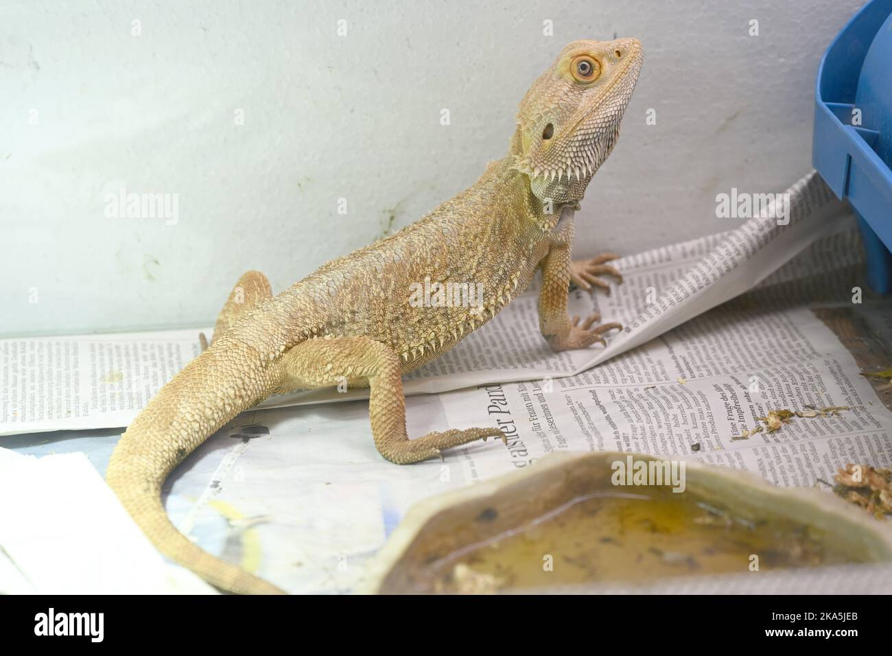 Munich, Germany. 28th Oct, 2022. A bearded dragon is seen at the ...