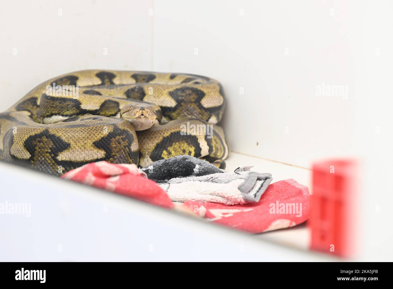 Retic hi-res stock photography and images - Alamy