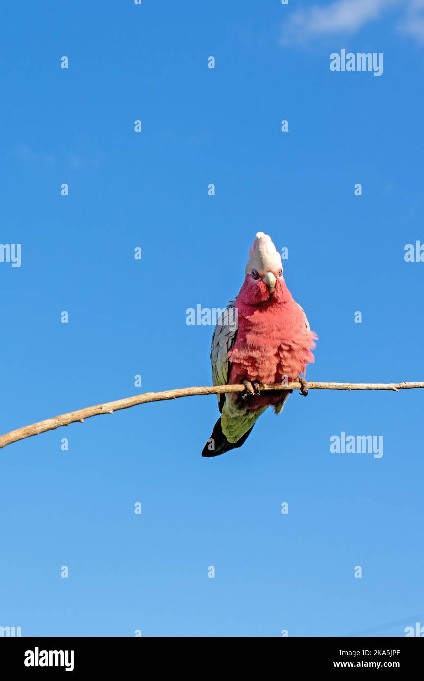 Australian galah, Cacatua roseicapilla,on a branch full face looking at ...