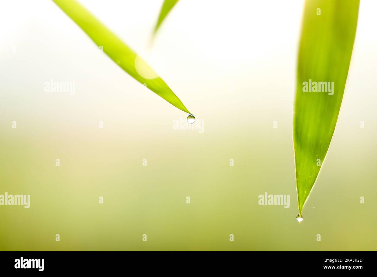 Water on bamboo leaves dripping at leaf tips, spa concept natural ...